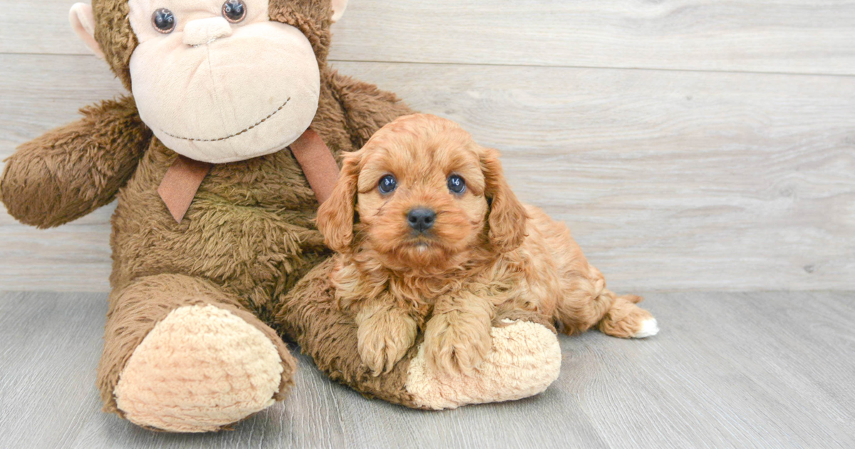 Popular Cavapoo Ruby: 4lb 5oz Doodle Puppy