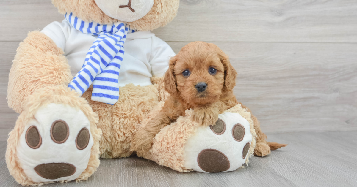 Little Cavapoo Ruby: 3lb 11oz Doodle Puppy
