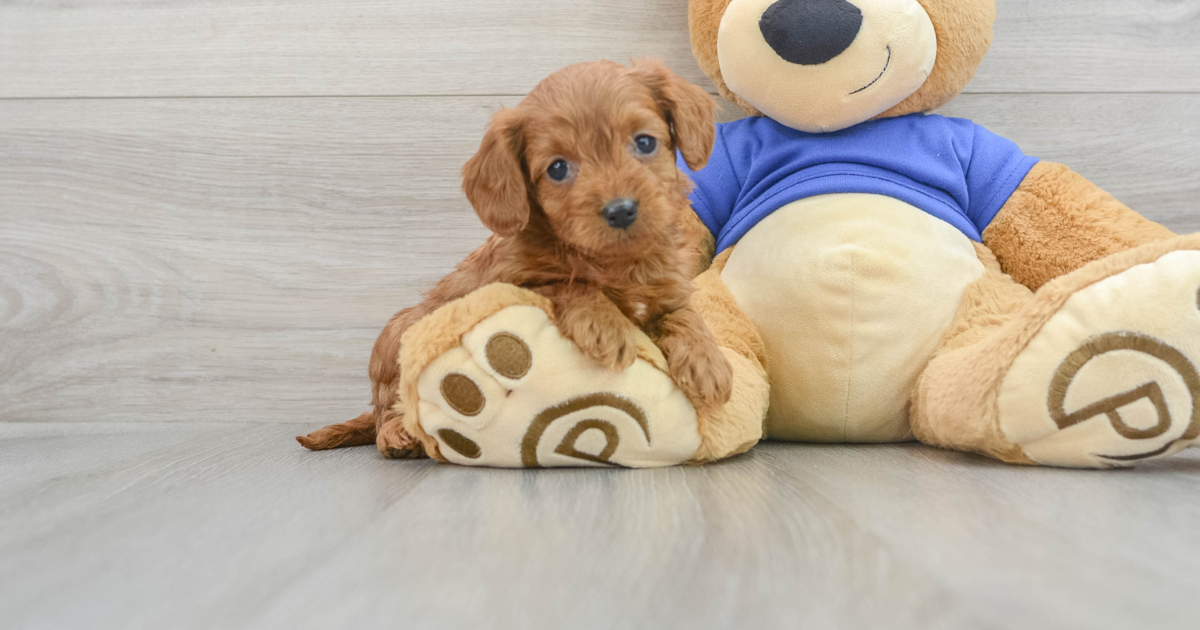 Hypoallergenic Cavapoo Ruby: 3lb 1oz Doodle Puppy