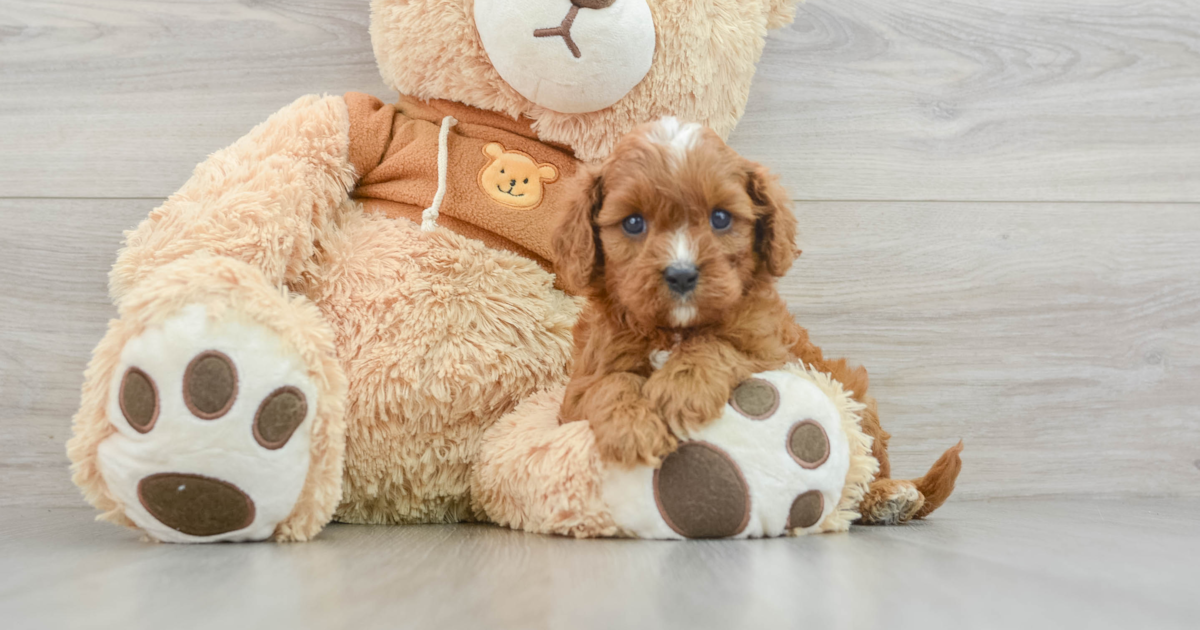 Smart Cavapoo Ruby: 5lb 12oz Doodle Puppy
