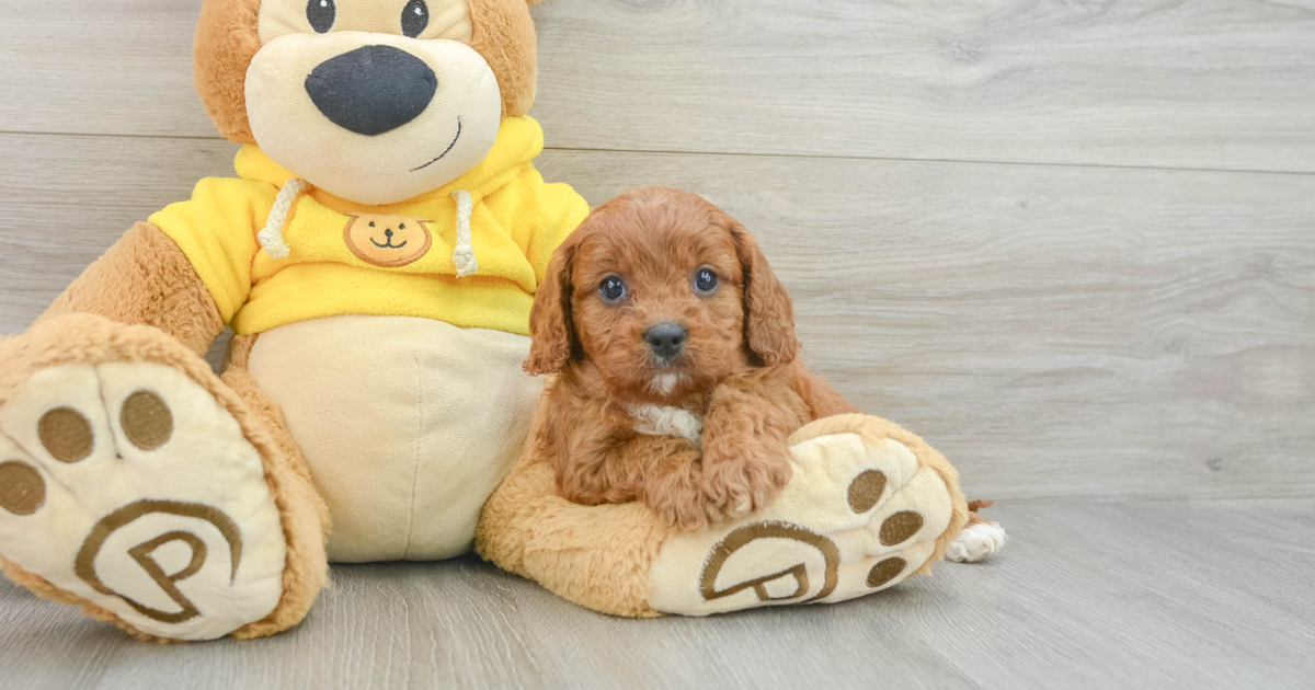 Friendly Cavapoo Ruby: 4lb 1oz Doodle Puppy