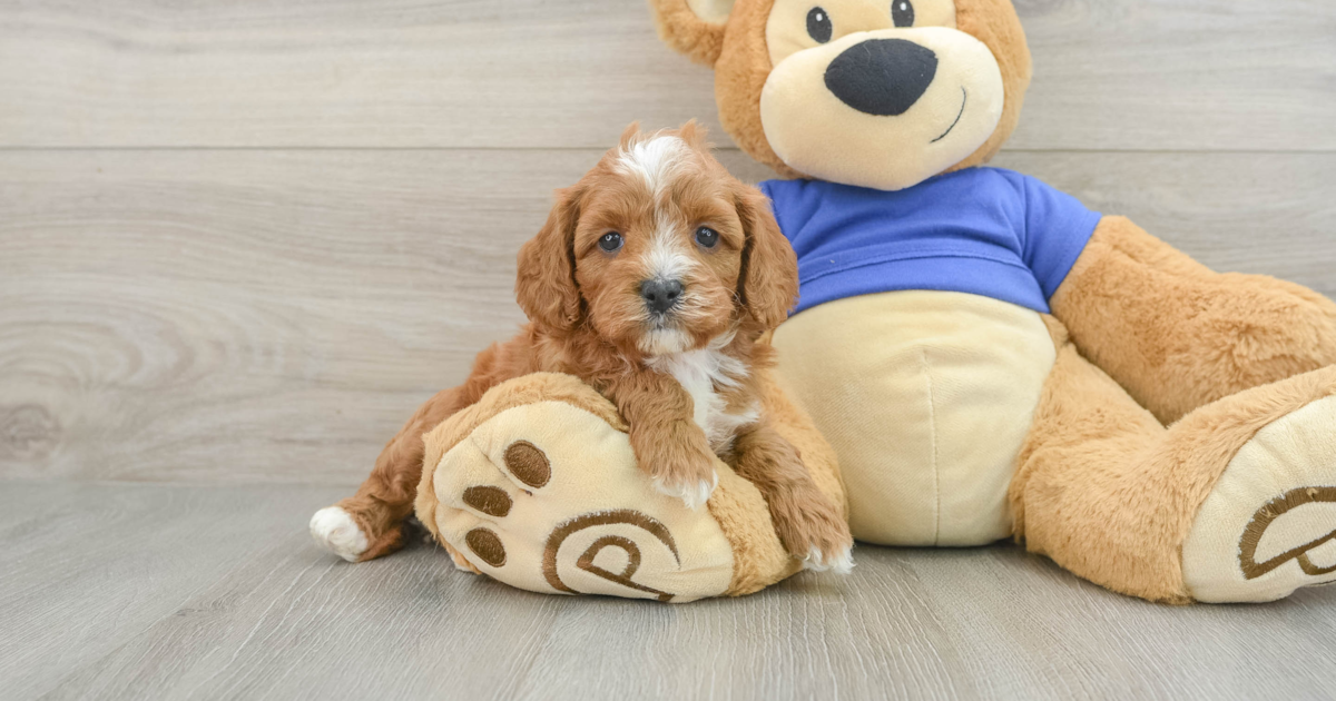 Little Cavapoo Ruby: 4lb 13oz Doodle Puppy
