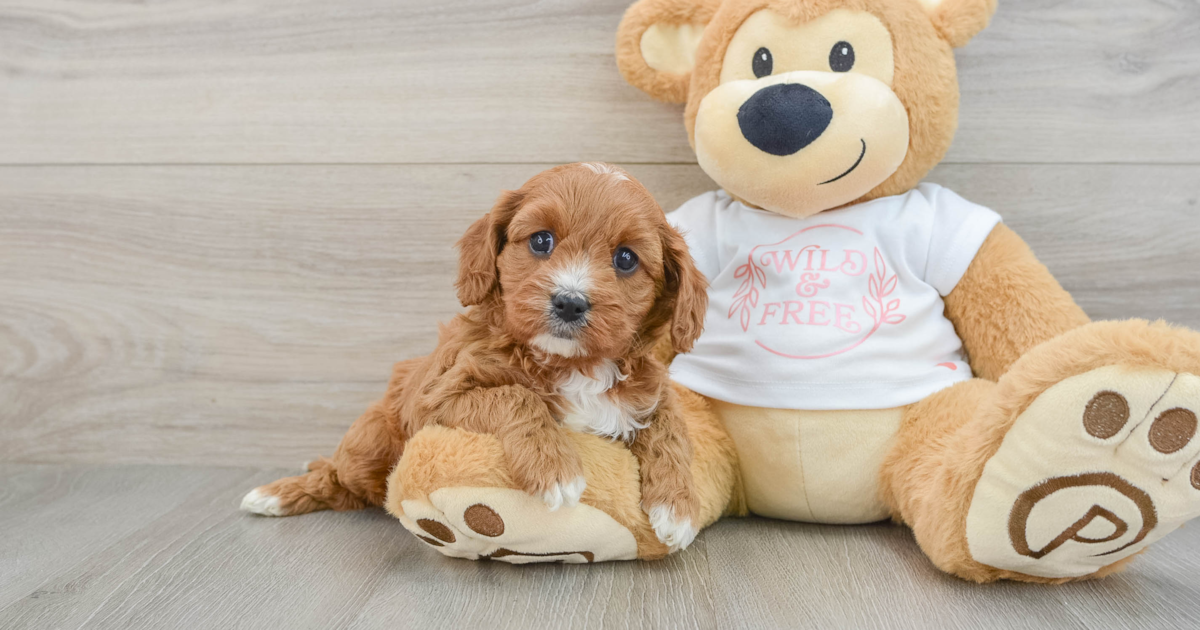 Fluffy Cavapoo Ruby: 5lb 1oz Doodle Puppy