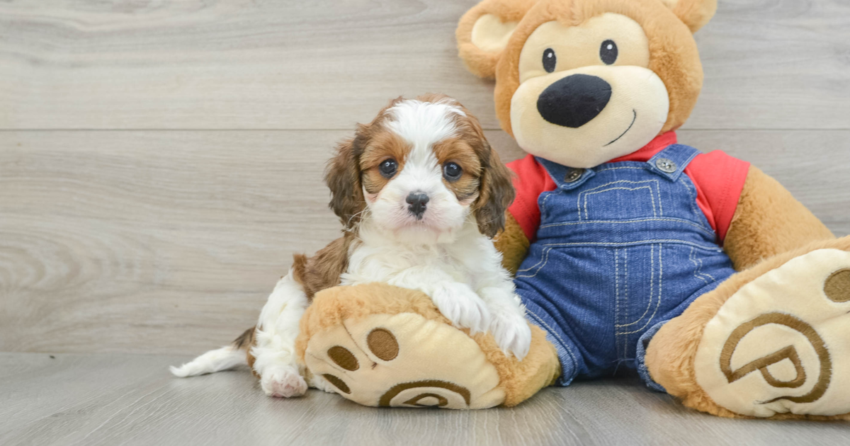 Energetic Cavapoo Ruby: 3lb 7oz Doodle Puppy