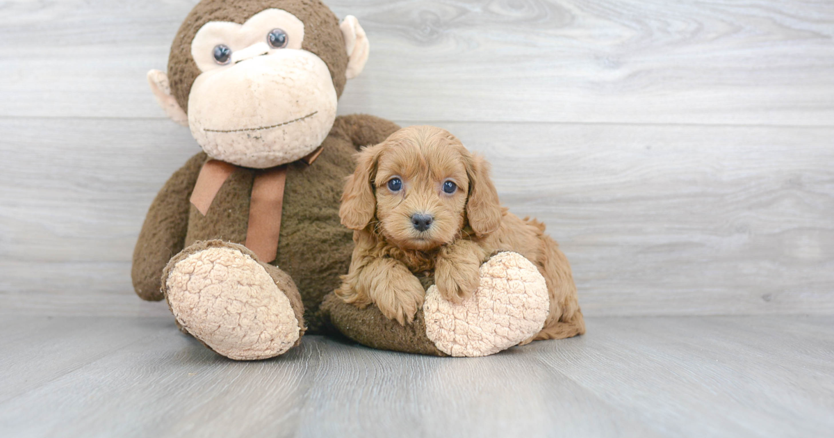 Adorable Cavapoo Ruby: 3lb 11oz Doodle Puppy