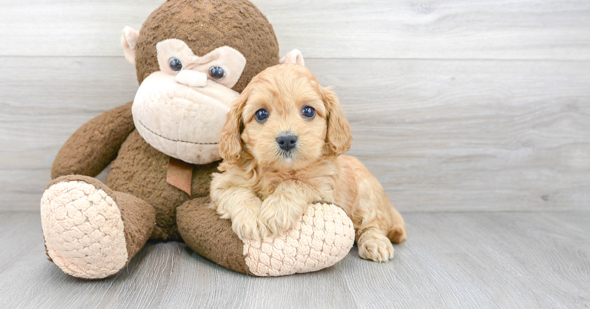 Popular Cavapoo Ruby: 4lb 8oz Doodle Puppy