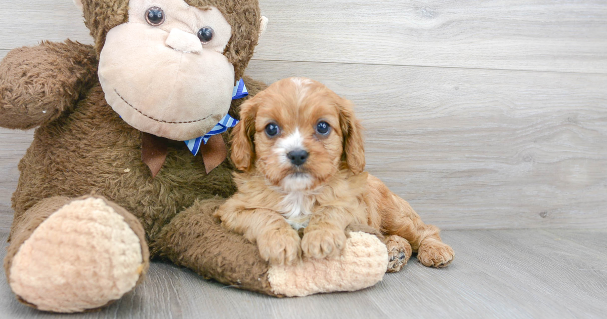 Smart Cavapoo Ruby: 4lb 14oz Doodle Puppy