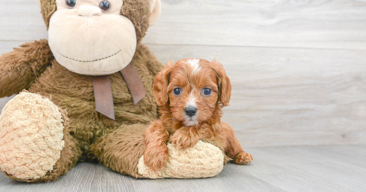 Hypoallergenic Cavapoo Ruby: 2lb 8oz Doodle Puppy
