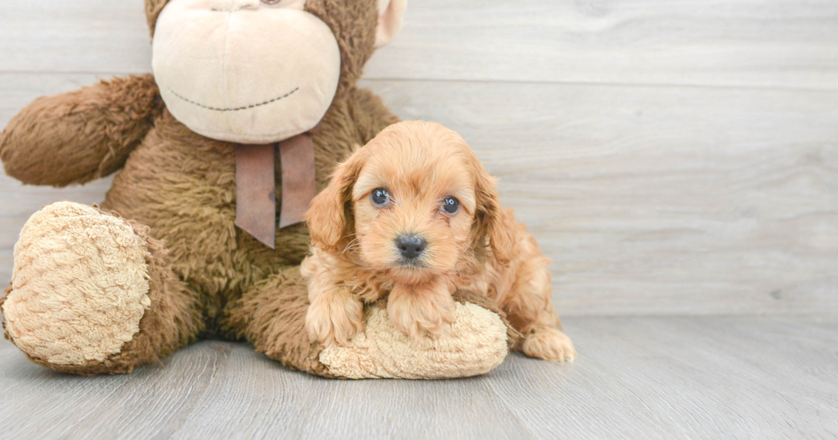 Energetic Cavapoo Ruby: 2lb 4oz Doodle Puppy
