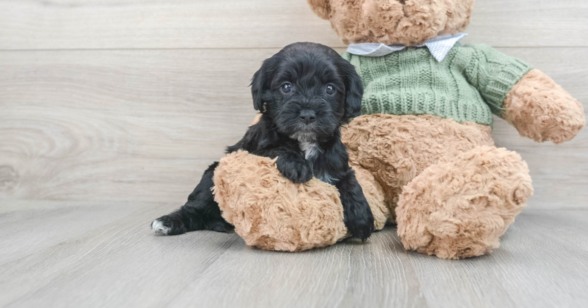 Fluffy Cavapoo Sage: 4lb 5oz Doodle Puppy
