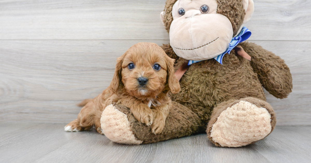 Adorable Cavapoo Serena: 4lb 5oz Doodle Puppy