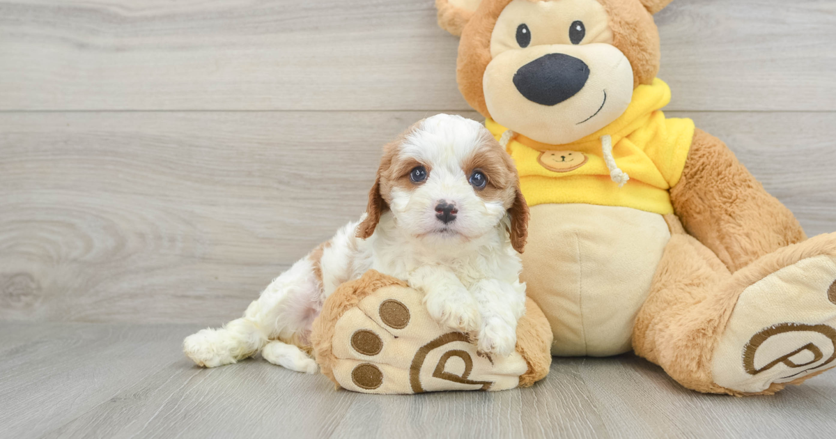 Little Cavapoo Sicily: 3lb 2oz Doodle Puppy