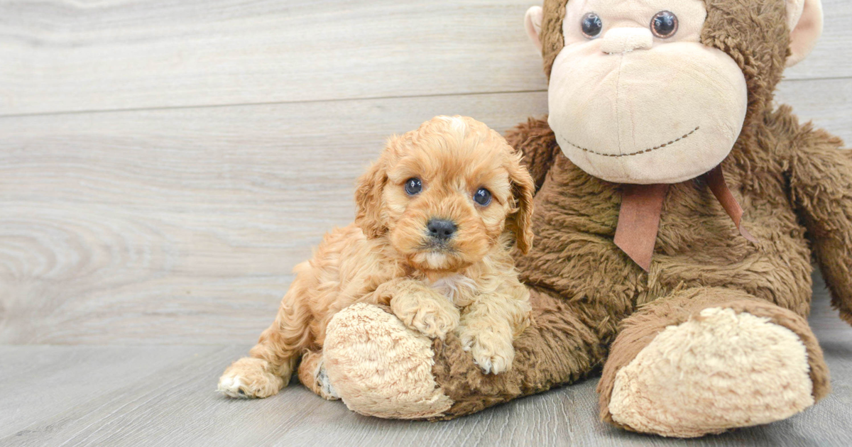 Funny Cavapoo Sonny: 4lb 13oz Doodle Puppy