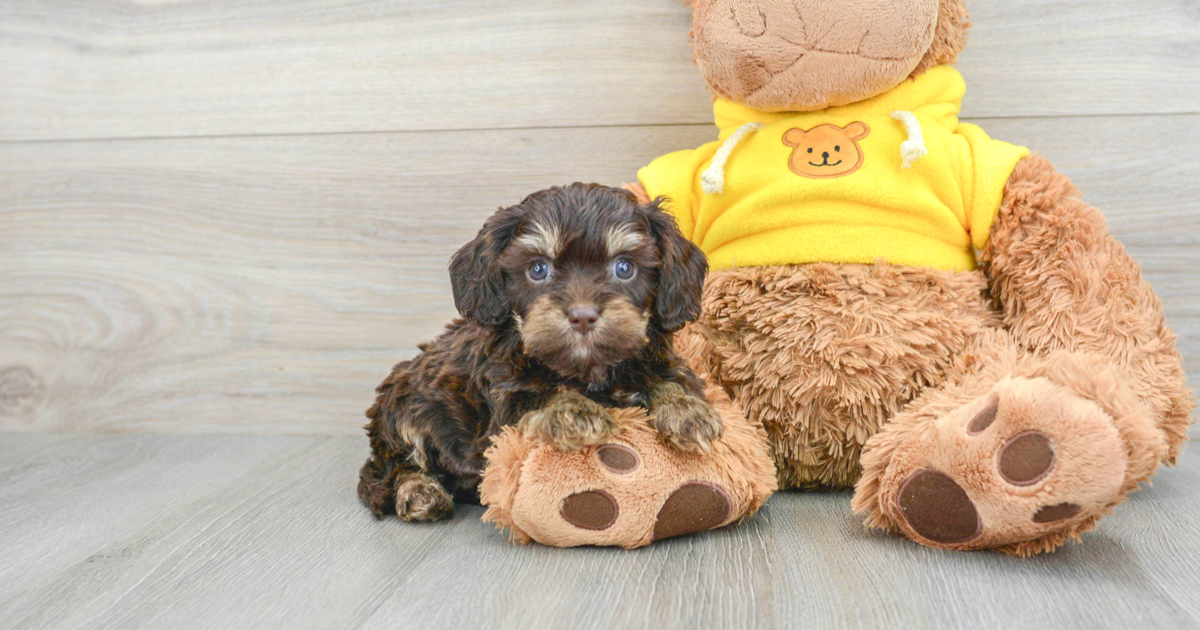 Funny Cavapoo Sonny: 3lb 5oz Doodle Puppy