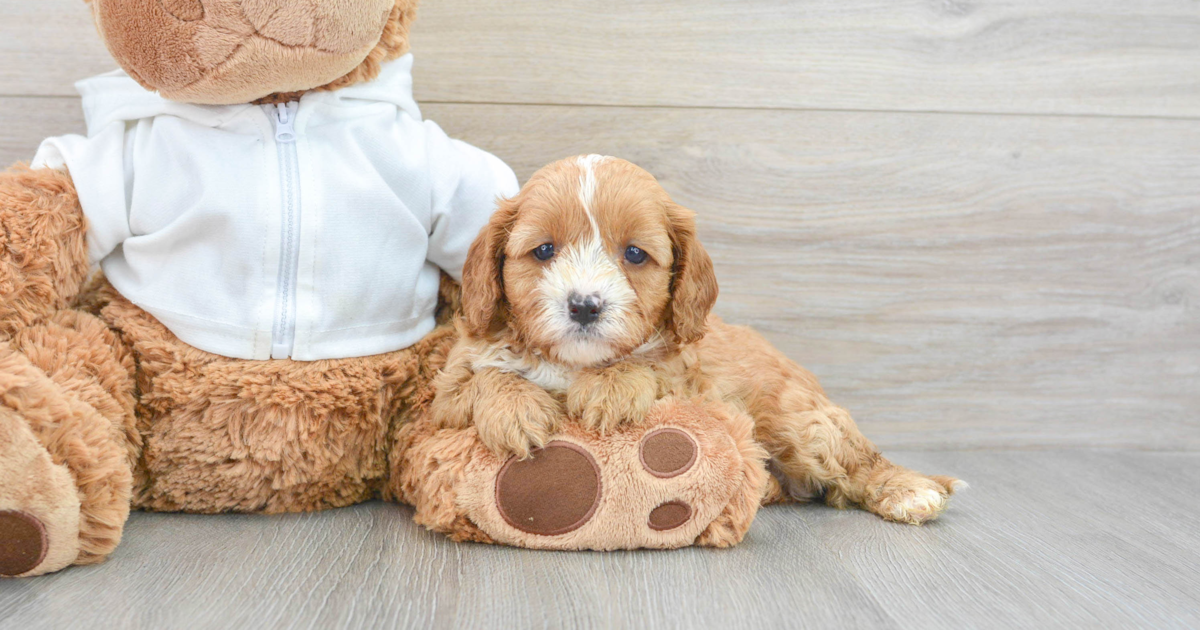 Popular Cavapoo Sonny: 4lb 15oz Doodle Puppy
