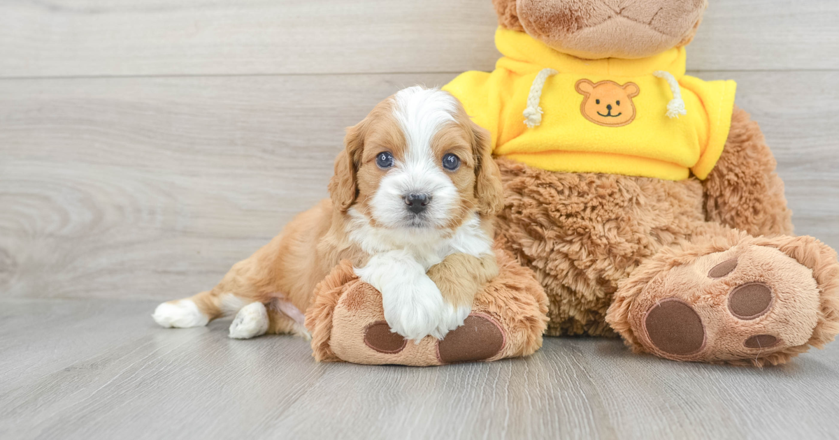 Cute Cavapoo Sonny: 3lb 13oz Doodle Puppy