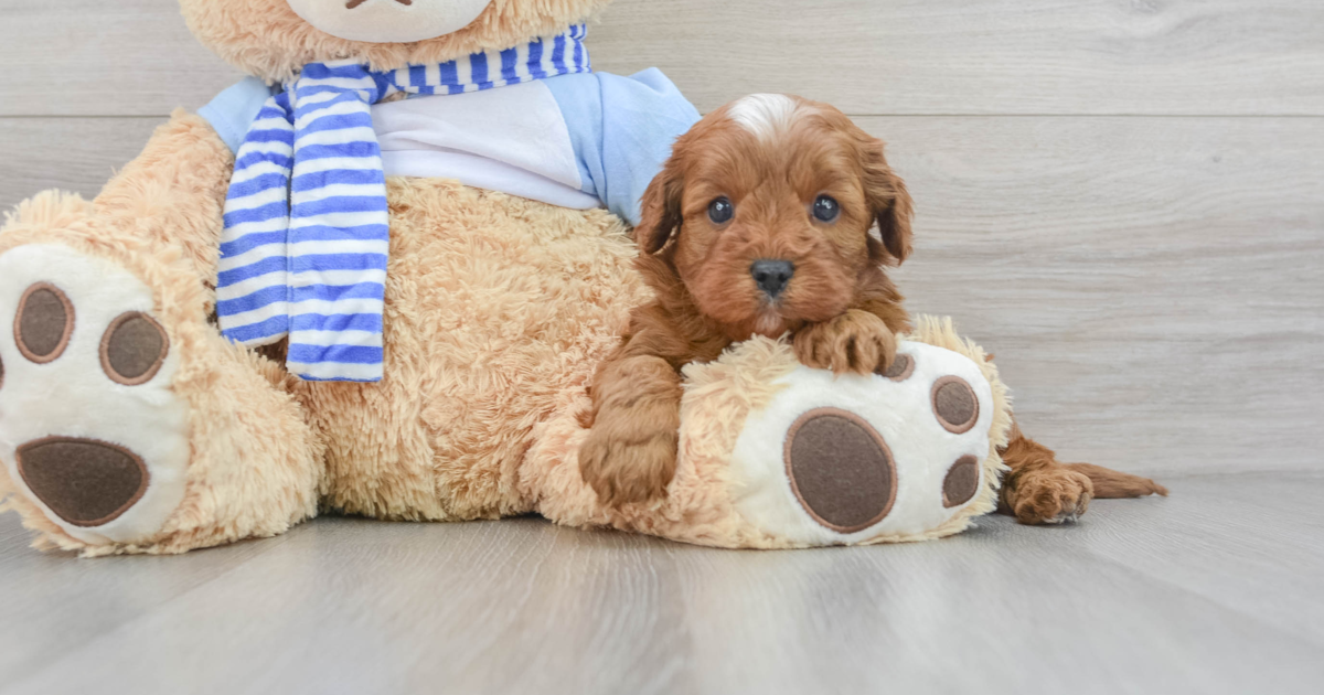 Sweet Cavapoo Sonny: 6lb 12oz Doodle Puppy