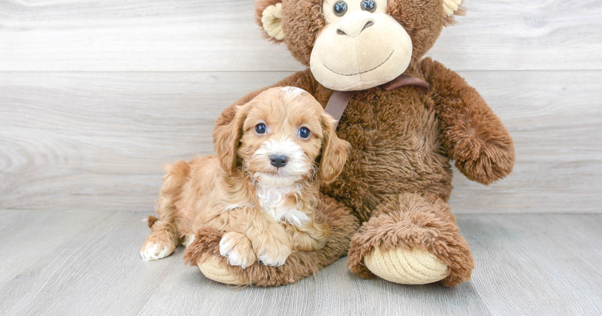 Sweet Cavapoo Sonny: 5lb 6oz Doodle Puppy
