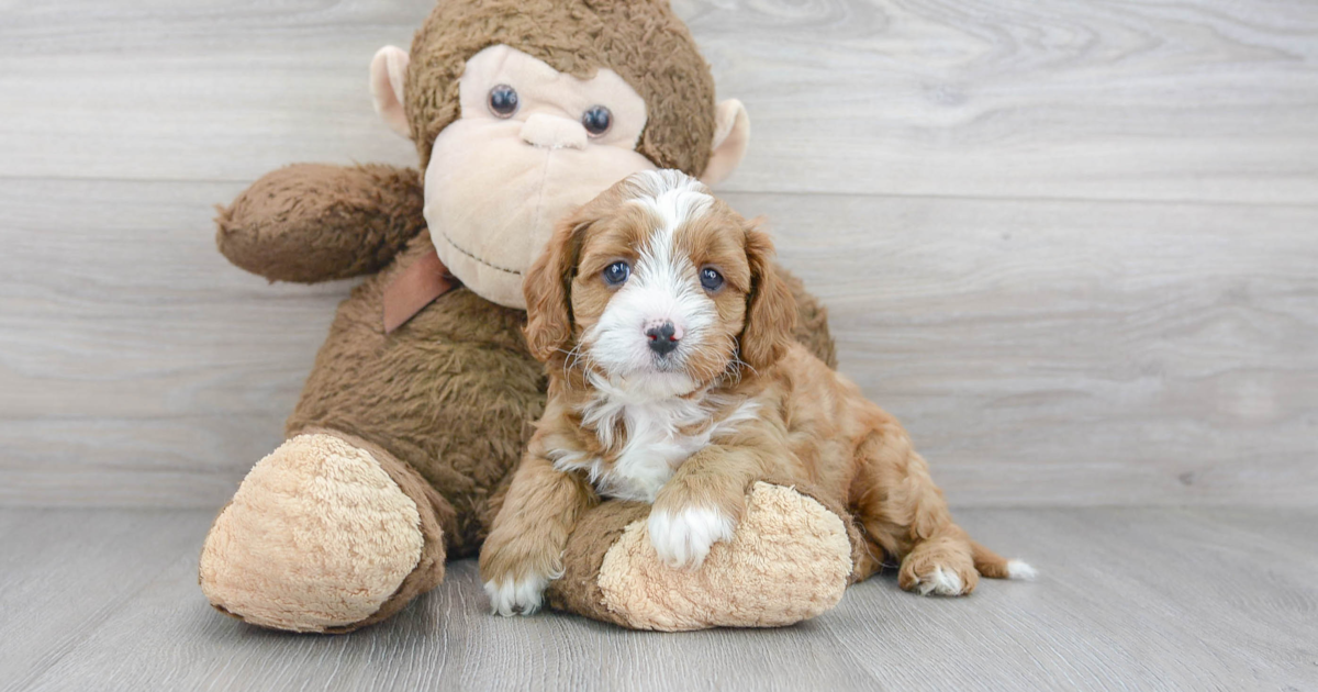 Friendly Cavapoo Sonny: 4lb 8oz Doodle Puppy