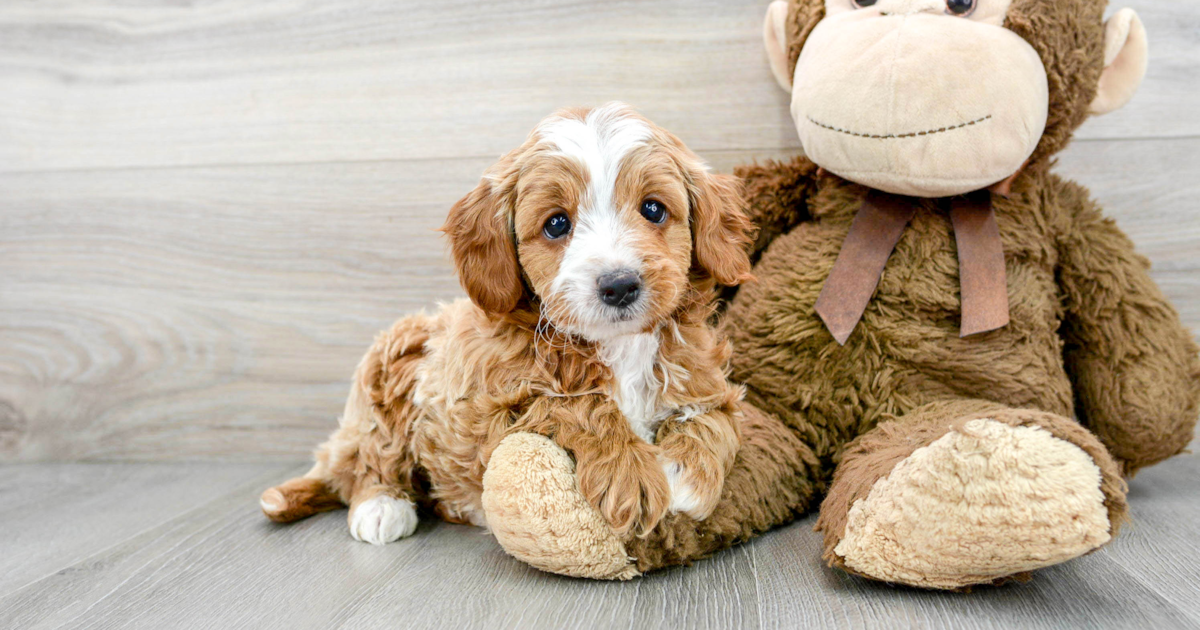 Small Cavapoo Sonny: 4lb 7oz Doodle Puppy