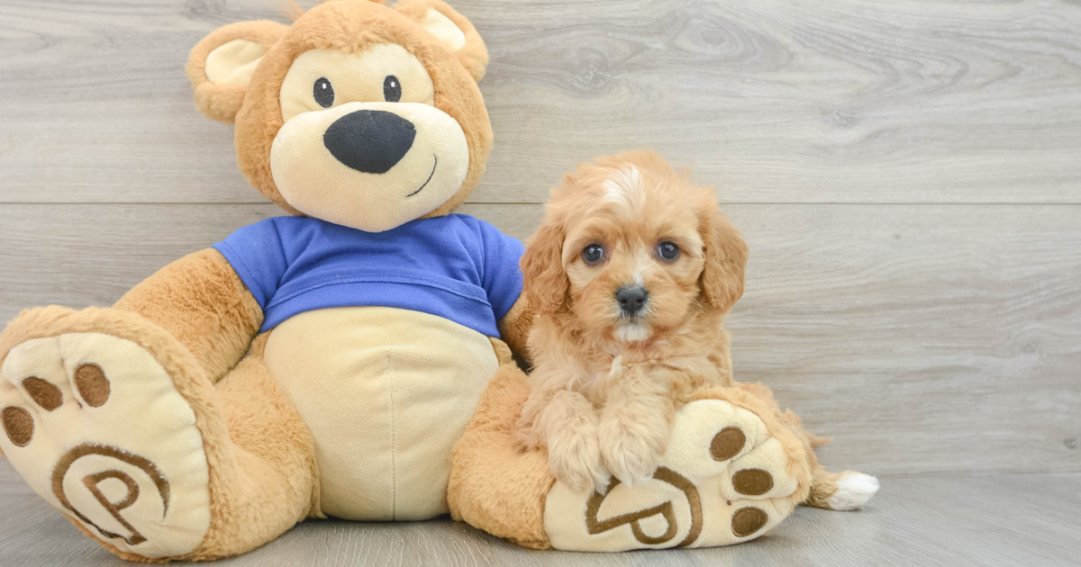 Adorable Cavapoo Sophia: 4lb 5oz Doodle Puppy
