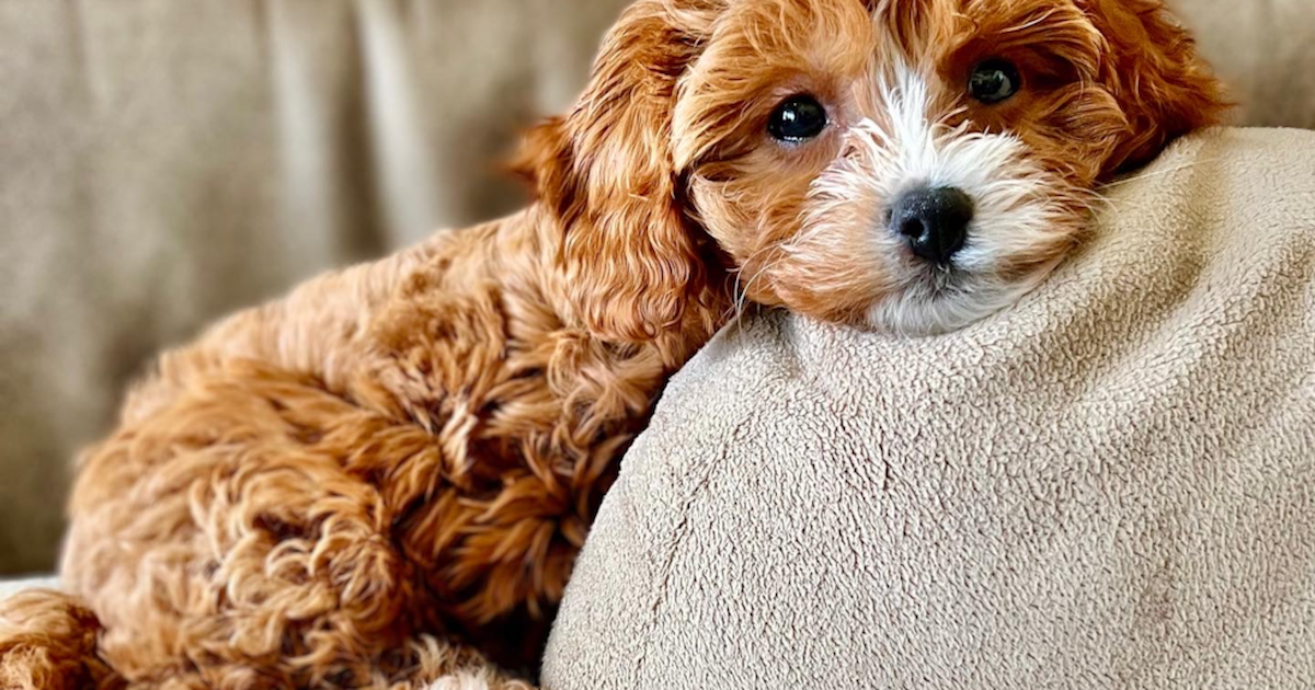 Cavapoo Temperament: See What To Expect | Premier Pups
