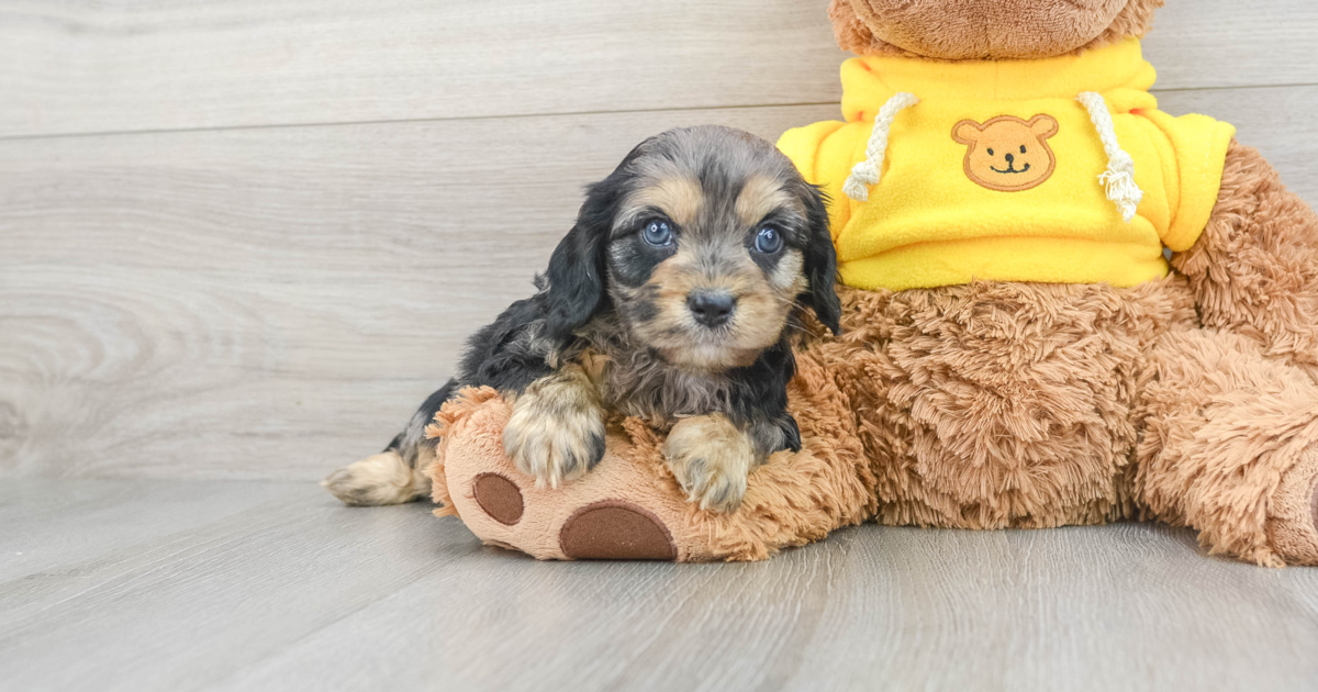 Funny Cavapoo Truly: 5lb 12oz Doodle Puppy