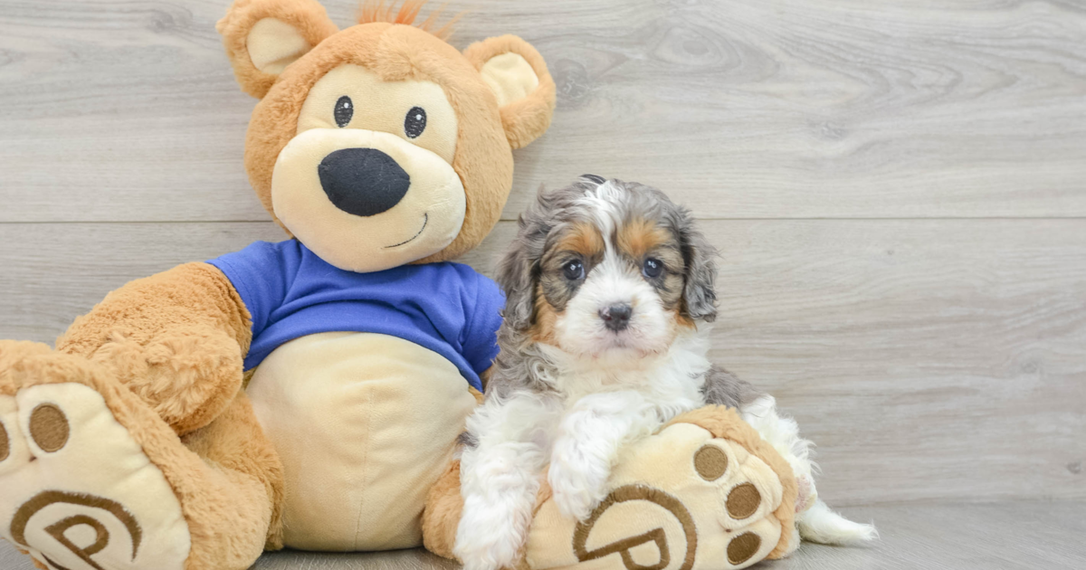 Funny Cavapoo Twirlly: 4lb 5oz Doodle Puppy