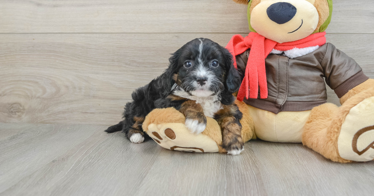Small Cavapoo Tyra: 5lb 6oz Doodle Puppy
