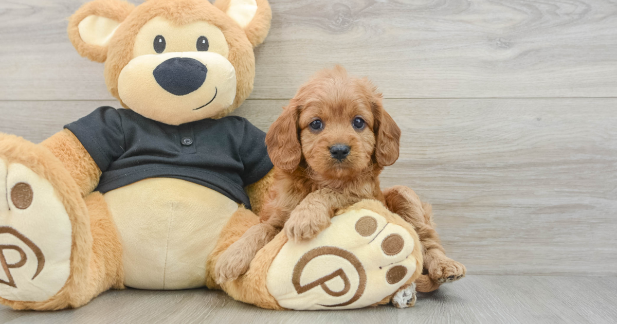 Petite Cavapoo Ulani: 4lb 5oz Doodle Puppy