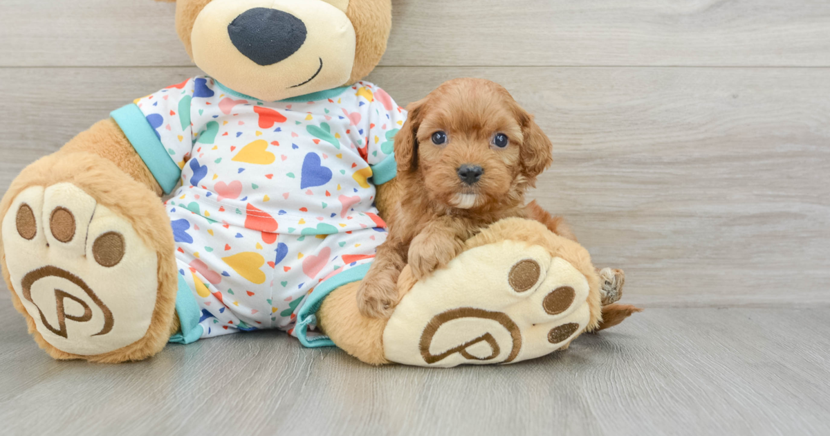 Friendly Cavapoo Unity: 4lb 5oz Doodle Puppy