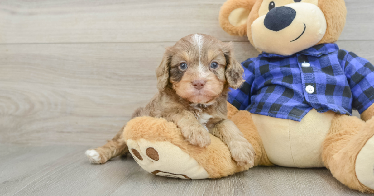 Happy Cavapoo Uno: 5lb 12oz Doodle Puppy