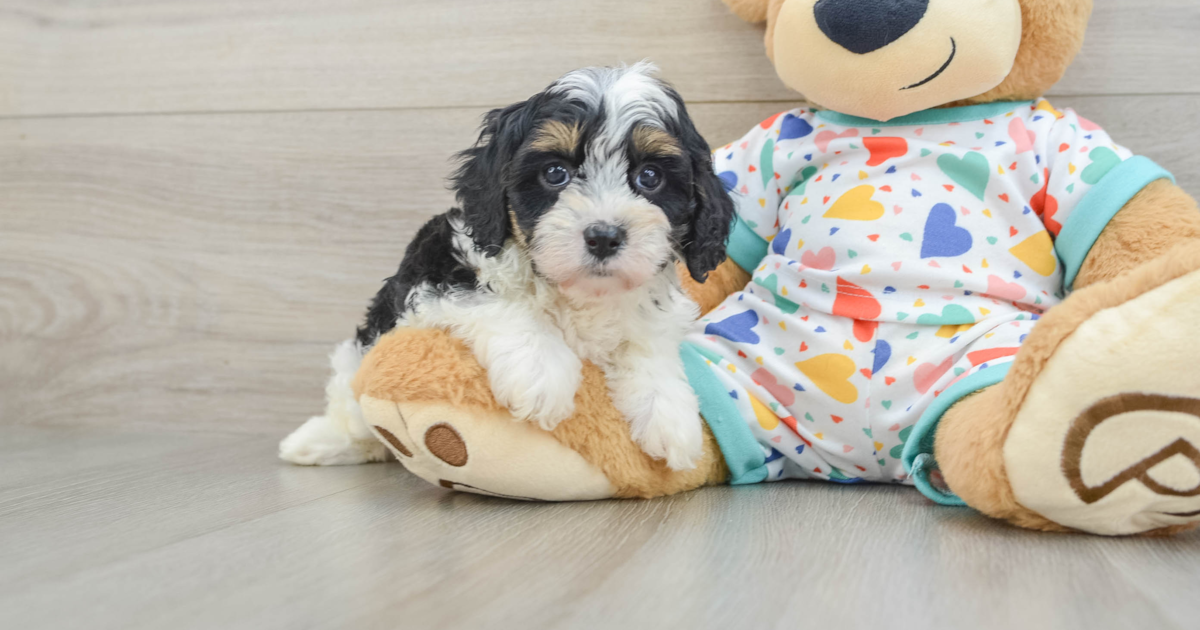 Friendly Cavapoo Vanessa: 4lb 5oz Doodle Puppy