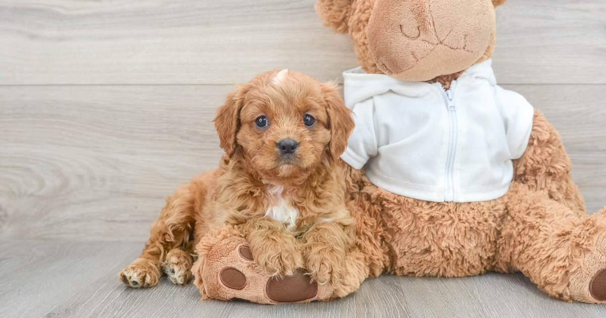 Fluffy Cavapoo Voss: 6lb 5oz Doodle Puppy