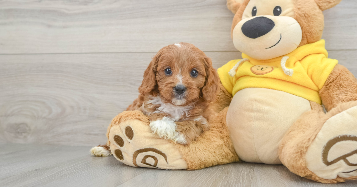 Friendly Cavapoo Walker: 3lb 10oz Doodle Puppy