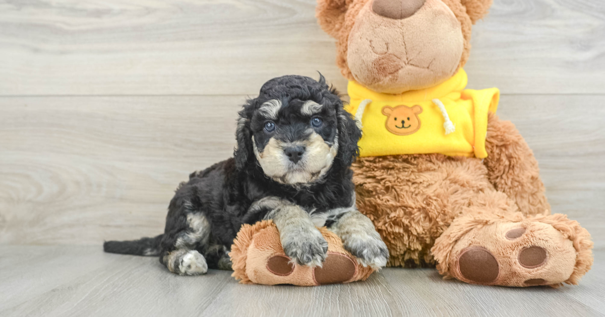 Popular Cavapoo Walker: 6lb 10oz Doodle Puppy