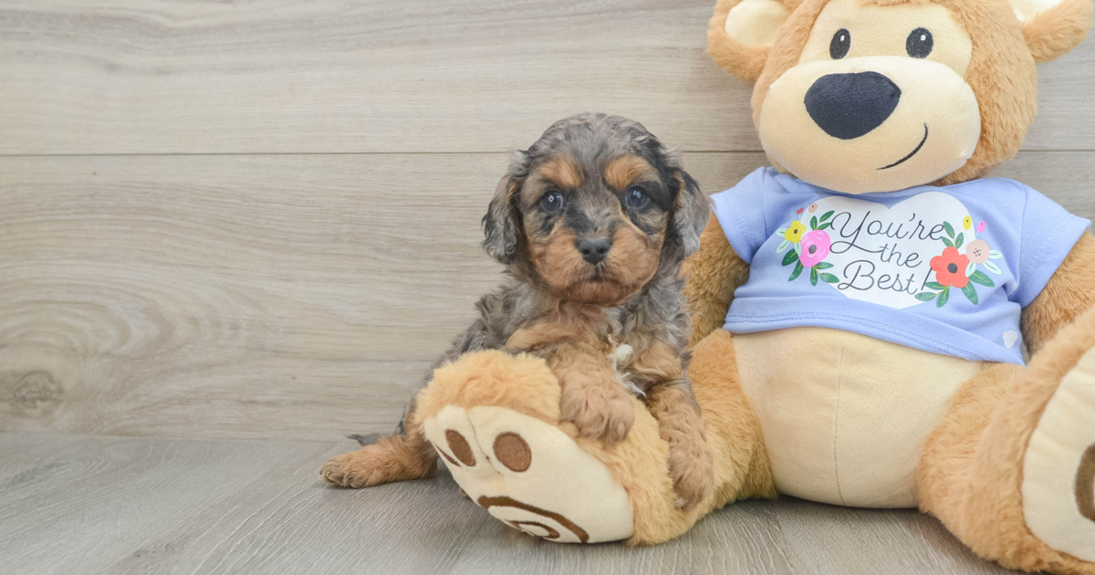 Fluffy Cavapoo Walker: 5lb 5oz Doodle Puppy