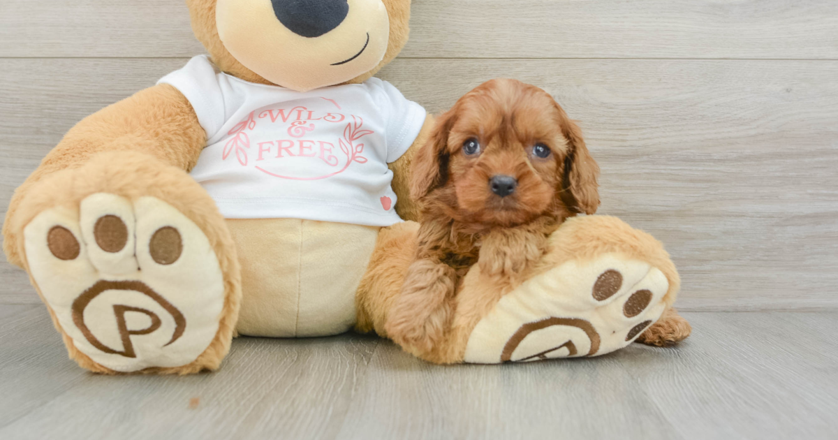 Popular Cavapoo Walker: 2lb 10oz Doodle Puppy