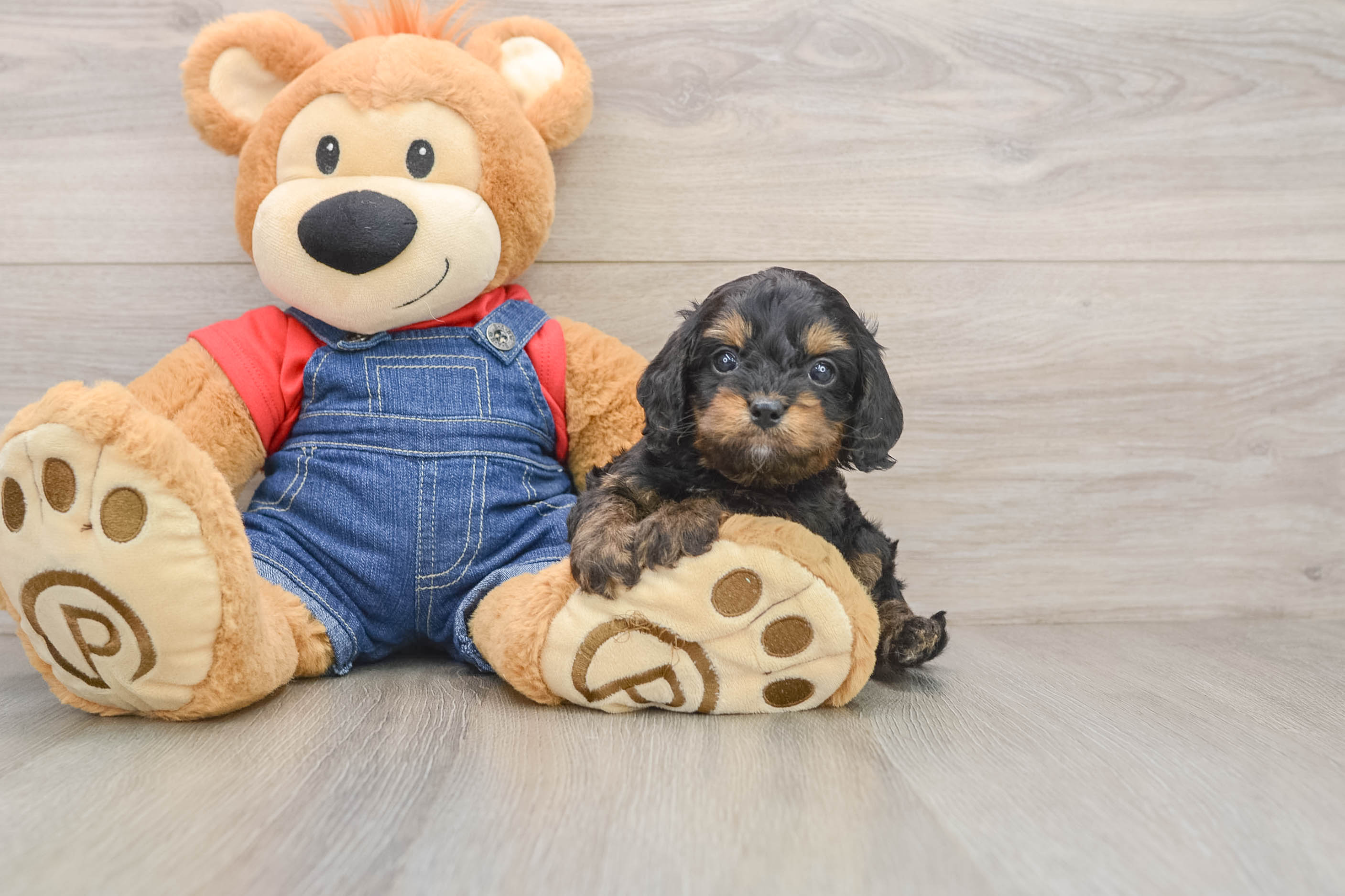Funny Cavapoo Walker: 3lb 12oz Doodle Puppy
