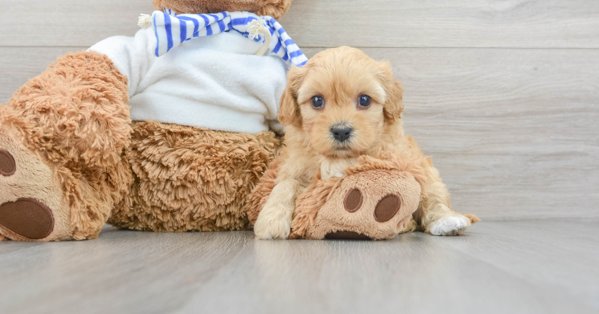 Funny Cavapoo Willow: 3lb 7oz Doodle Puppy