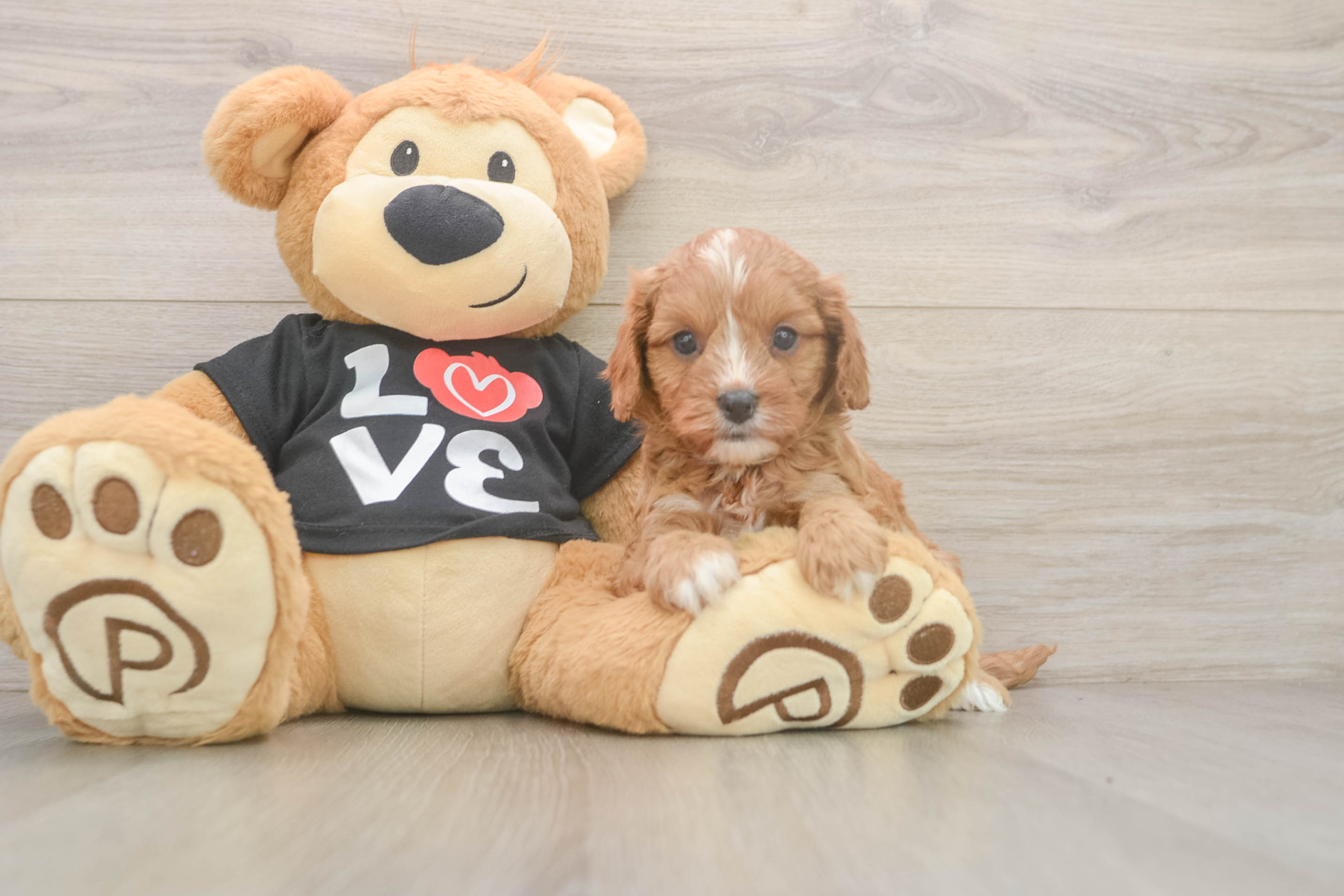 Cavapoo Willow: 2lb 6oz Doodle Puppy