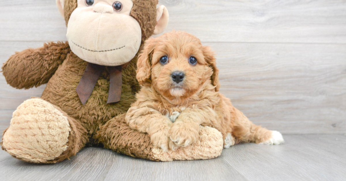 Adorable Cavapoo Willow: 5lb 2oz Doodle Puppy