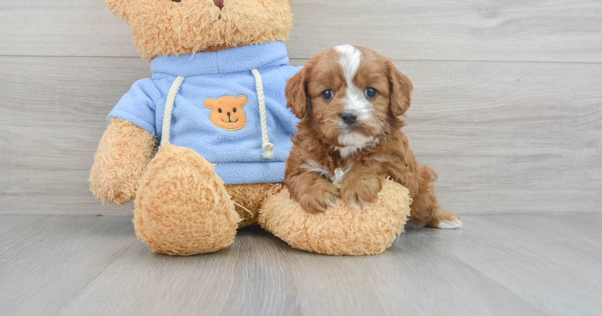 Smart Cavapoo Winnie: 4lb 1oz Doodle Puppy
