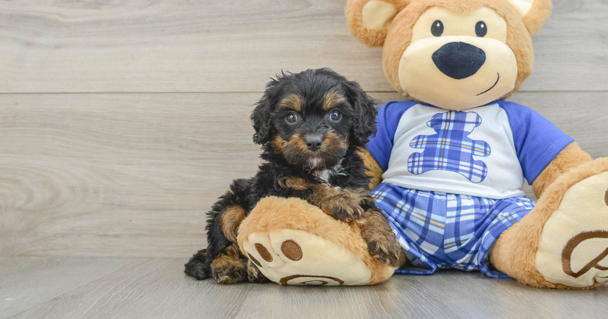 Playful Cavapoo Yara: 4lb 5oz Doodle Puppy