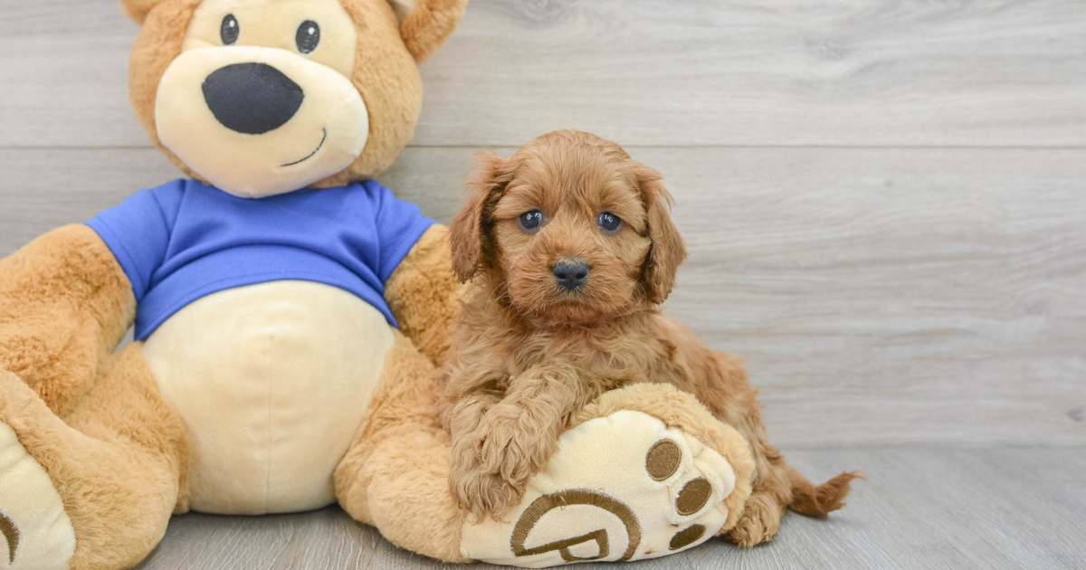 Sweet Cavapoo Yasmin: 6lb 10oz Doodle Puppy