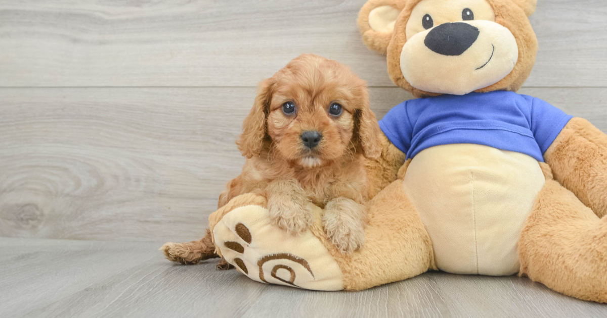 Fluffy Cavapoo Yeezy: 4lb 9oz Doodle Puppy