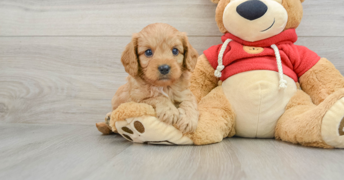 Funny Cavapoo Yoshi: 4lb 15oz Doodle Puppy