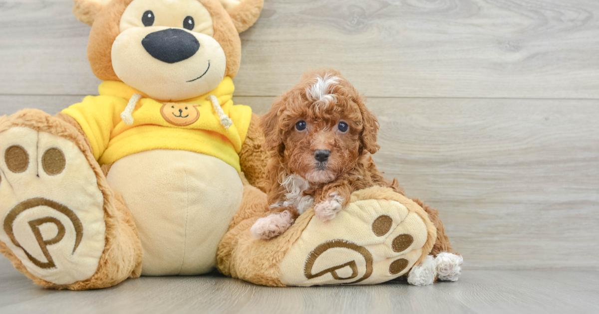 Playful Cavapoo Yoshi: 3lb 10oz Doodle Puppy