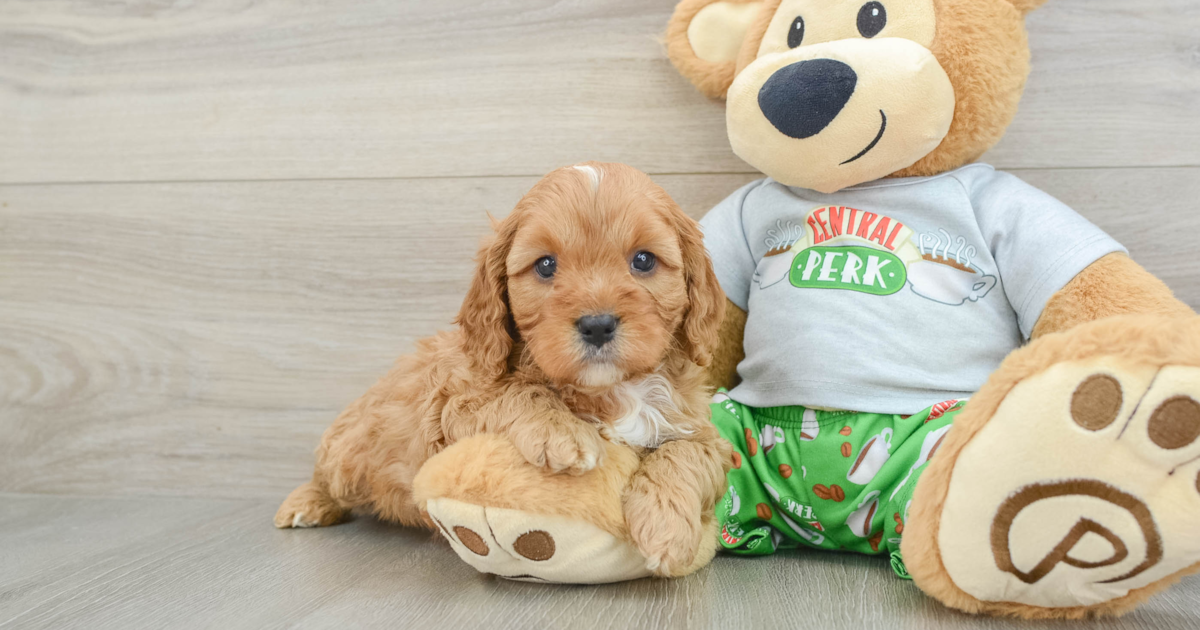 Hypoallergenic Cavapoo Yoshi: 6lb 13oz Doodle Puppy