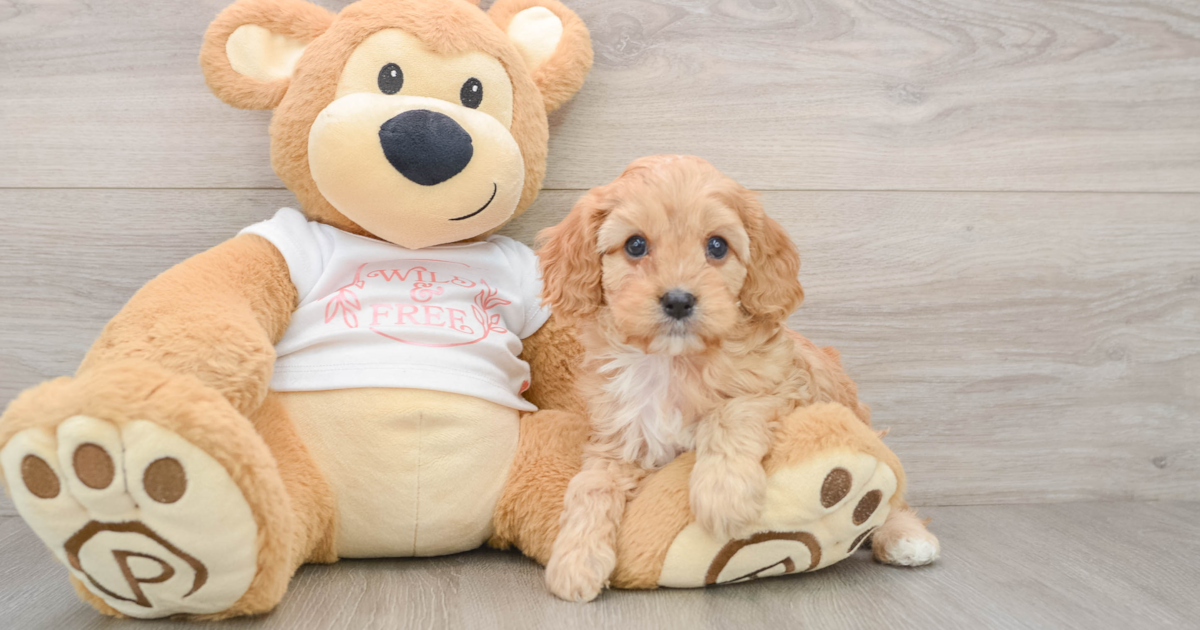Fluffy Cavapoo Yuri: 4lb 12oz Doodle Puppy